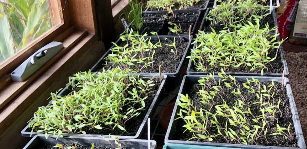 Members growing spring seedlings at home - Sustainable Macleod